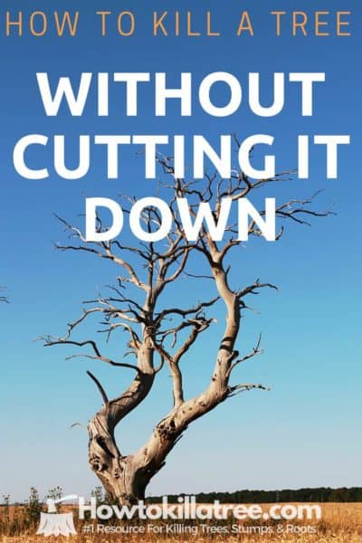 How To Kill A Tree Without Cutting It Down (3 Best Ways) – BACKYARDABLES