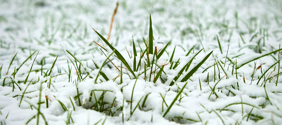 5 Easy Steps to Winterizing Your Lawn – BACKYARDABLES