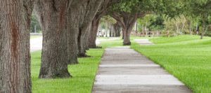 Can You Pour Concrete Around a Tree? – BACKYARDABLES