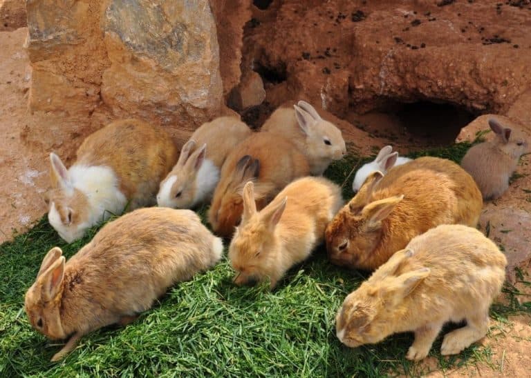 The Rabitat: A Humane Rabbit Habitat – BACKYARDABLES