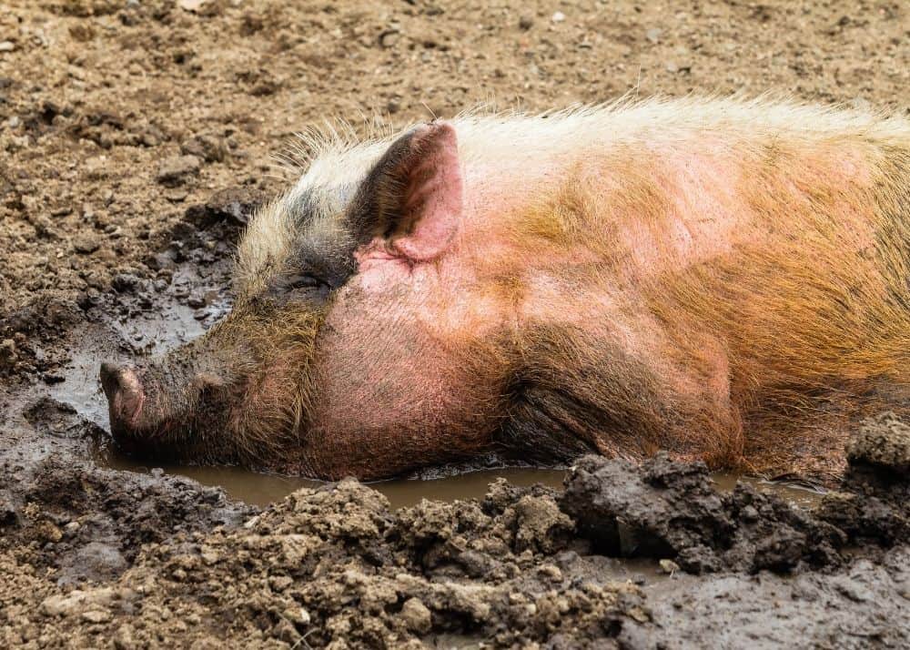 Pigmud BACKYARDABLES