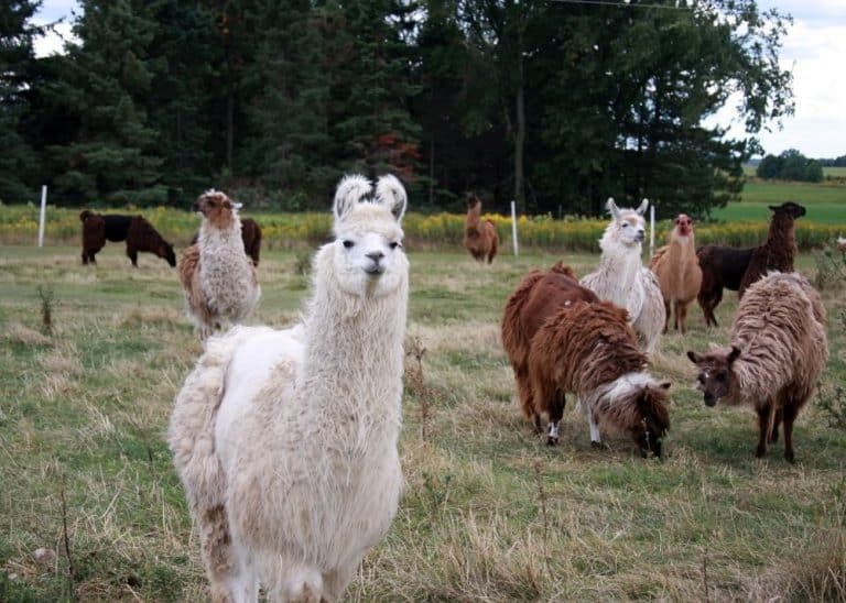 Top 9 Tips For Raising Llamas – BACKYARDABLES
